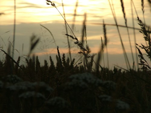 Wheat and Tares – Heidi Viars