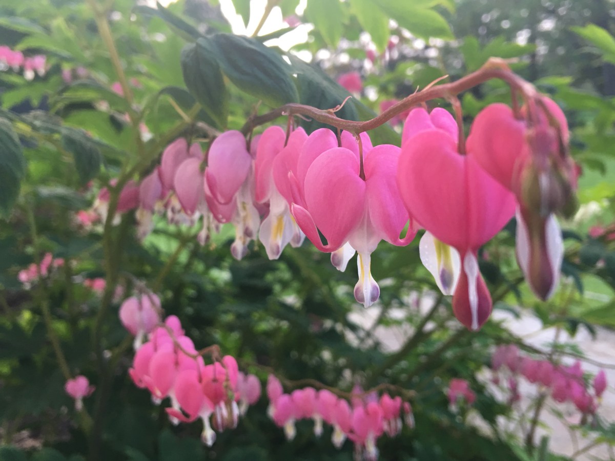 Family – Heidi Viars
