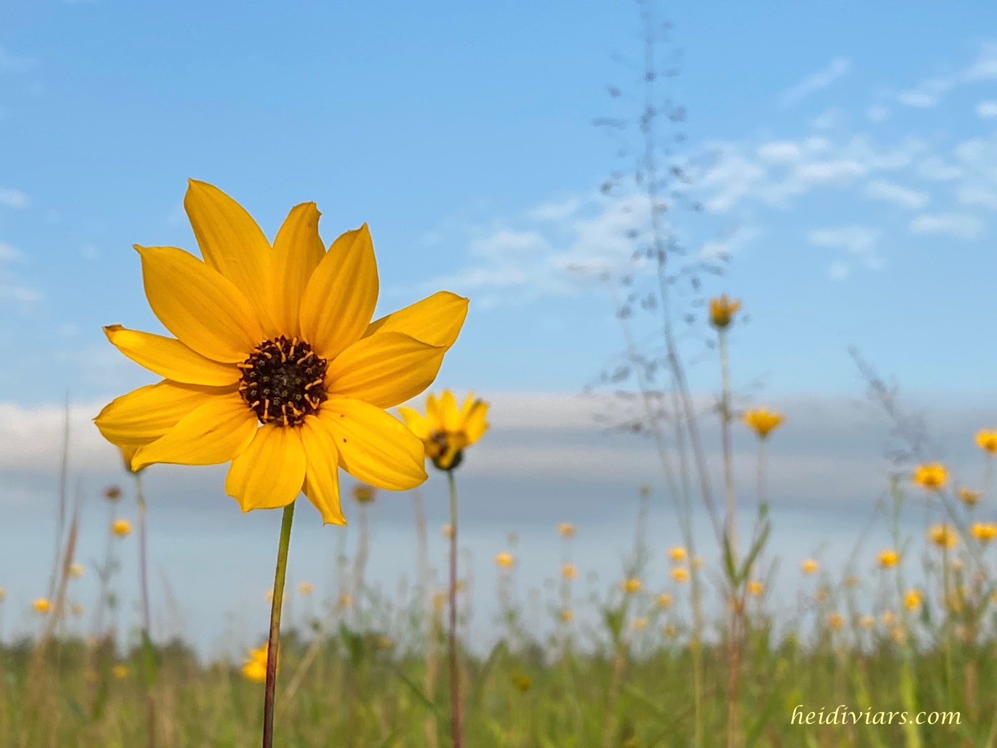 Heidi Viars – Finding the Image of God