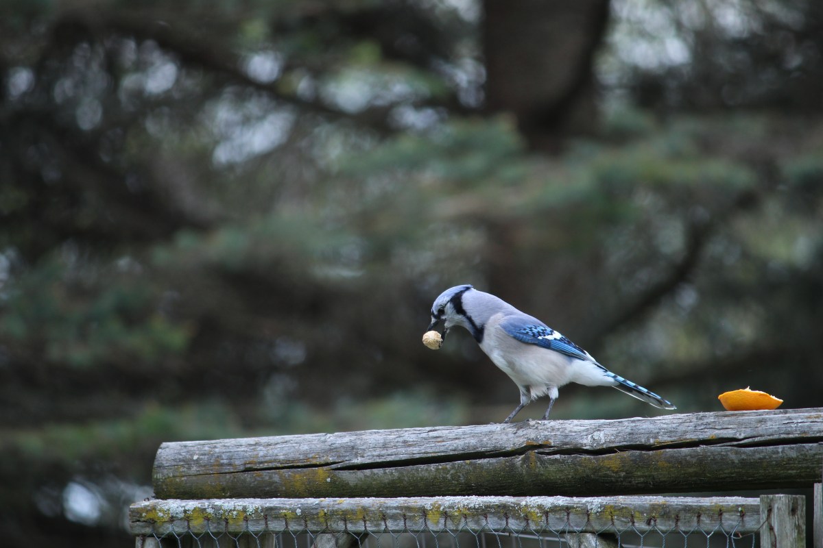 Blue-Feathered Thoughts – Heidi Viars
