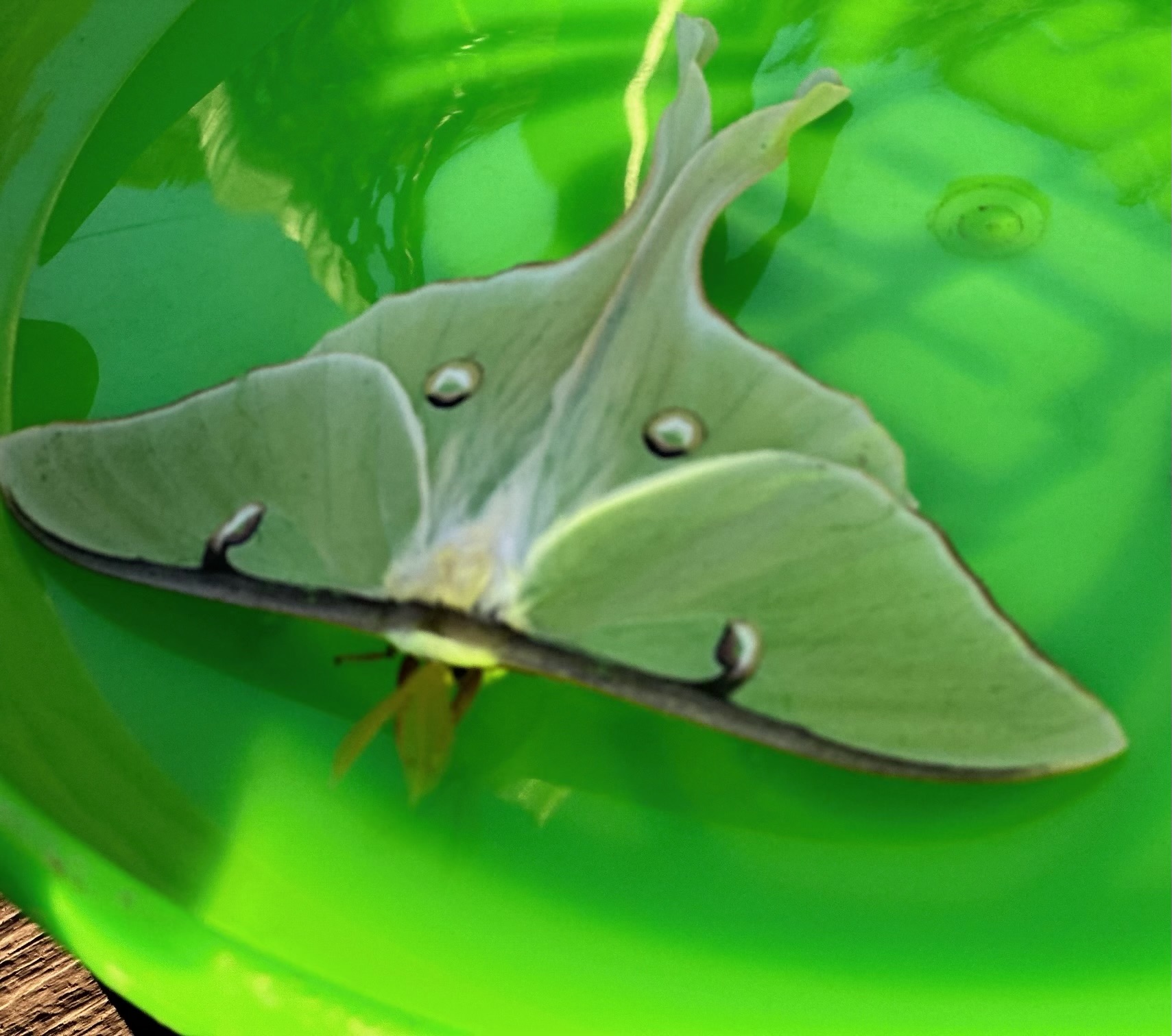 The Worship of the Luna Moth – Heidi Viars